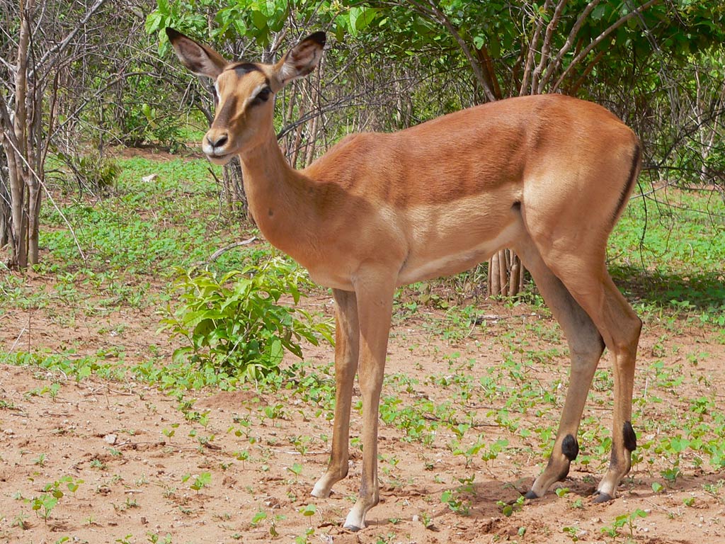 The Impala | Cute Animal All Facts & New Photographs | The Wildlife