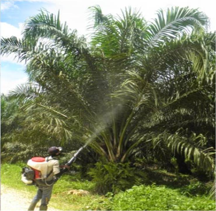 Membangun Perkebunan Kelapa Sawit: Hama Ulat Api Darna Diducta