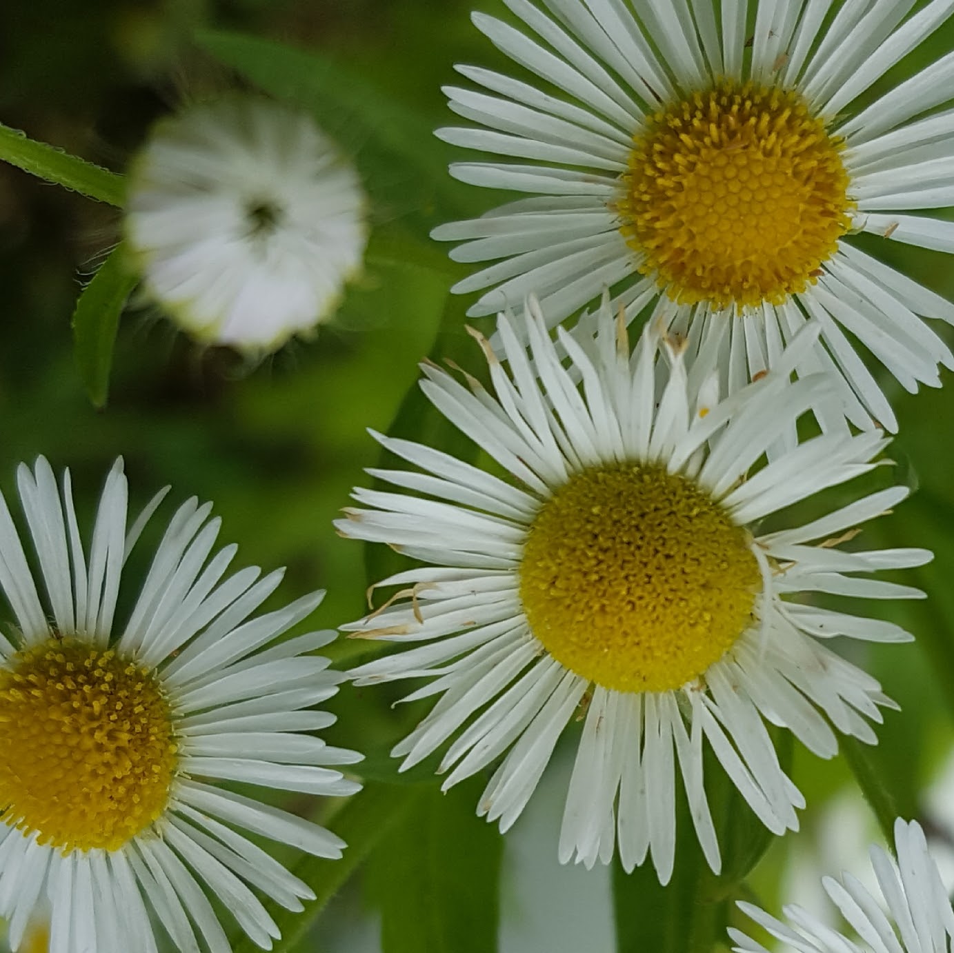 Small But Significant