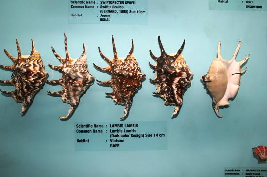 Tamilnadu Tourism: India Sea Shell Museum, Mamallapuram