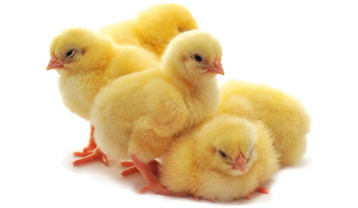 Vida y Consciencia Animal: julio 2016