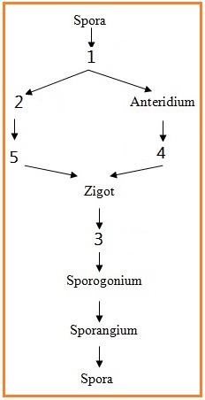 KISI KISI UJIAN NASIONAL 2017 - Biology Page