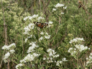 Argentina nativa: Chilca de olor (Eupatorium inulifolium)