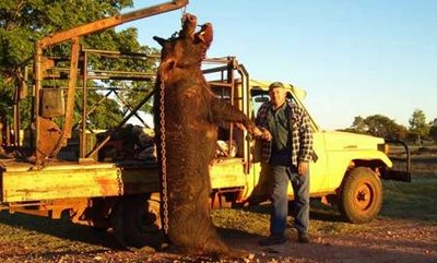 verkleidung: Giant Wild Pig Shot Dead in Australia
