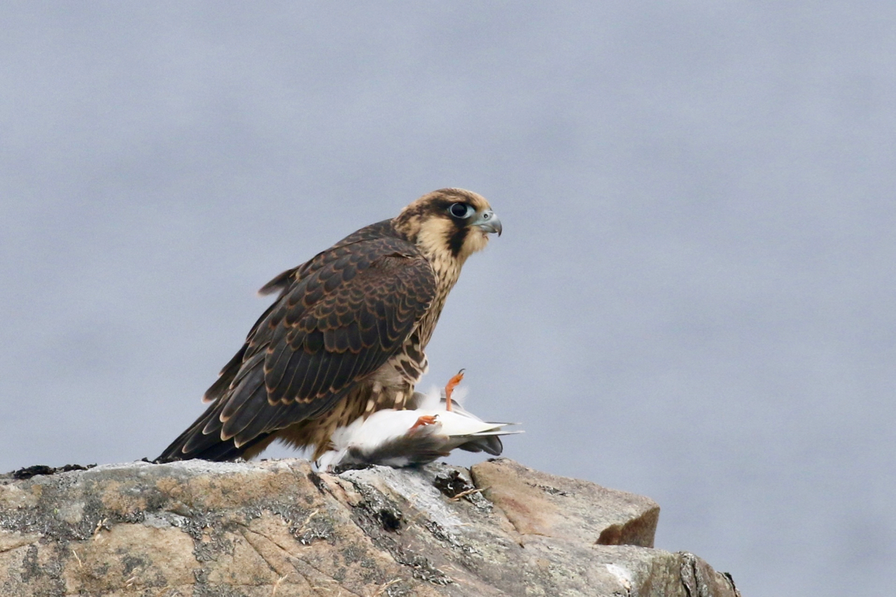 Birding with Buckley: Peregrine Falcon: A New Breeding Species for the ...