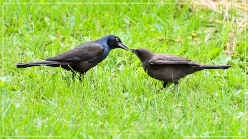 Prairie Nature: Common Grackle feeding young Grackle in Regina backyard