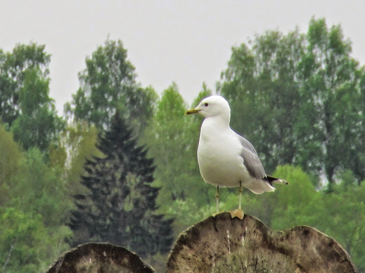 Maanantain lintukuvat