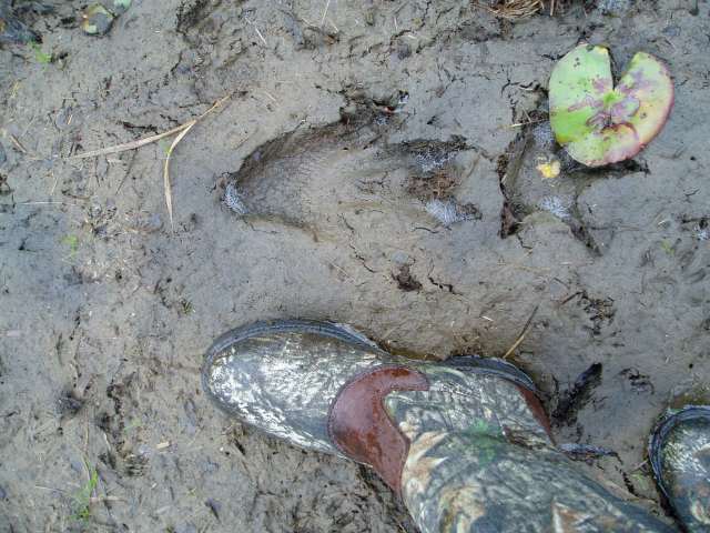 trophy-hunting: Florida Spring Gobbler Season Report - #3 Second Weekend