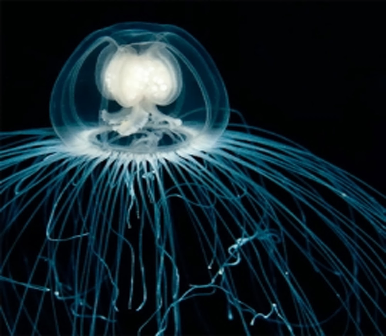 LikeAGazelle: Nicholas Samaras