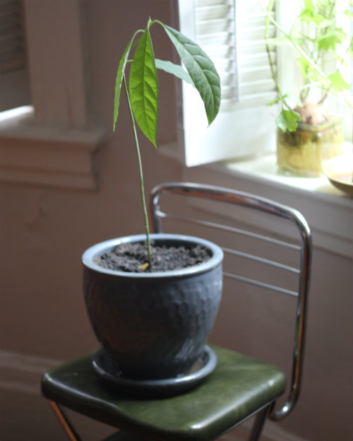 Planting Our Avocado Tree | 17 Apart