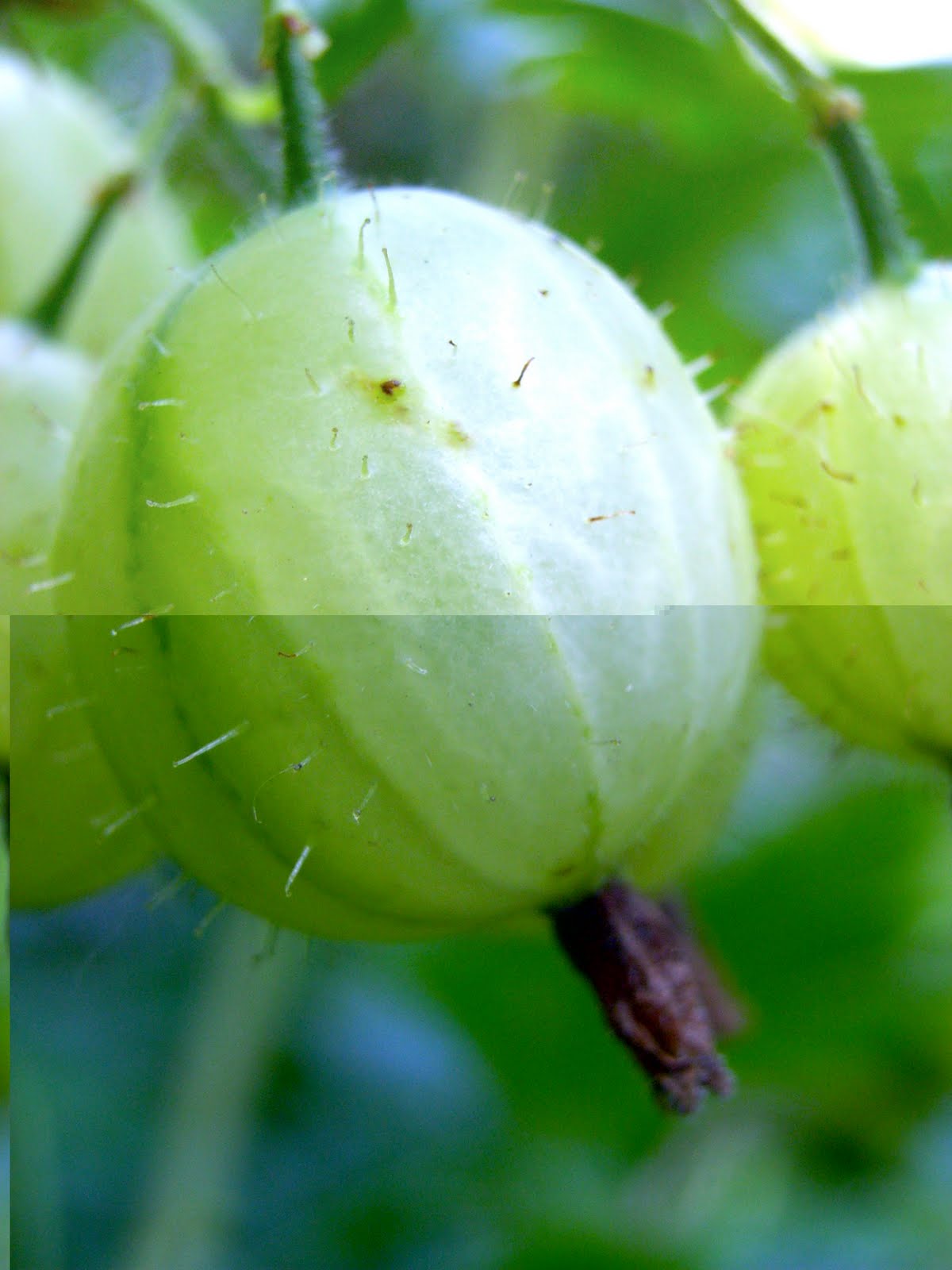 Bilder-Bibliothek: Stachelbeeren