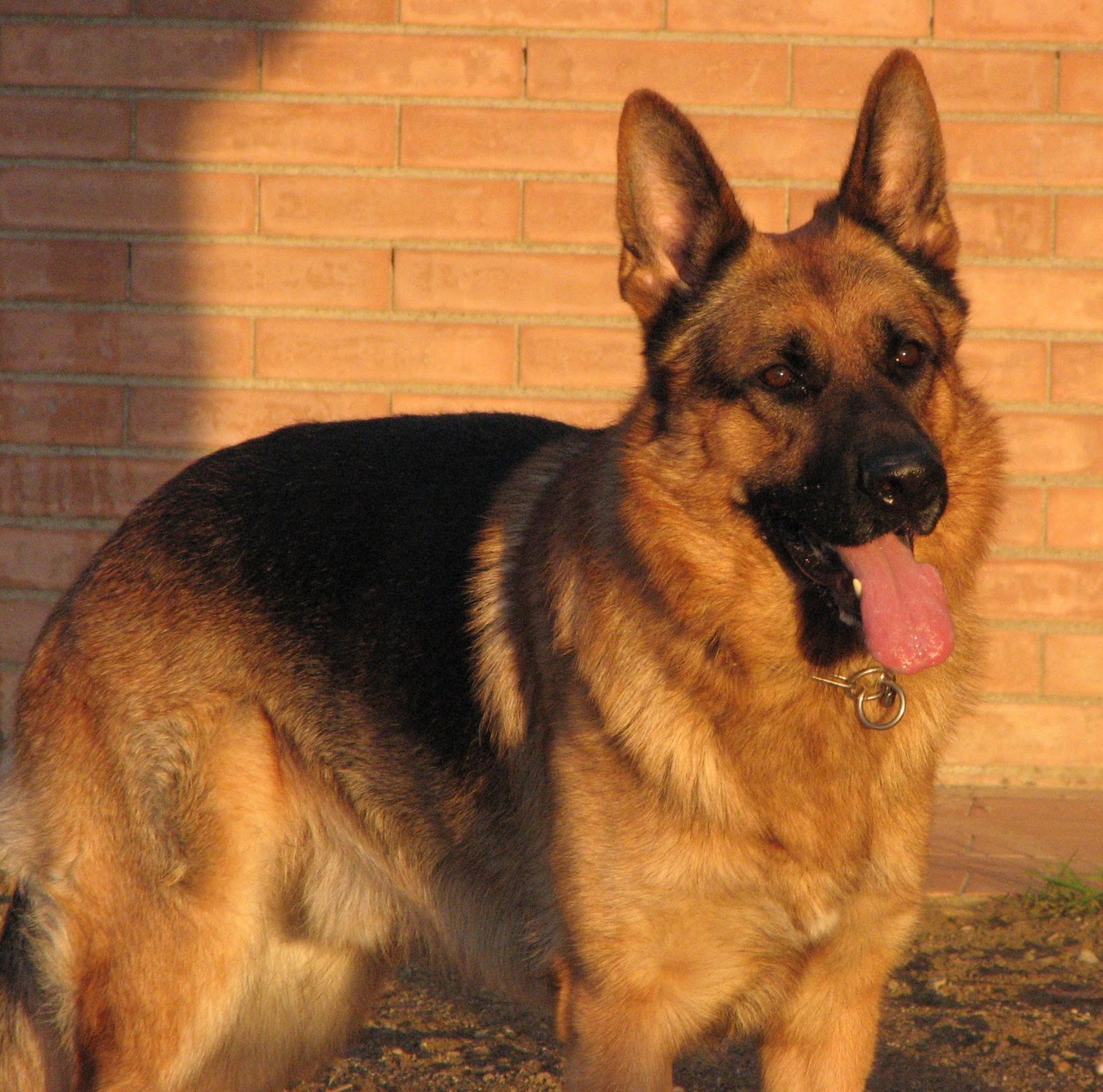 animalink: SIENA - DA ADOTTARE DIABLO...PASTORE TEDESCO PURO