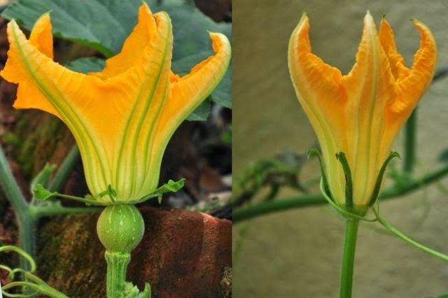 The Flower Bin: Getting Started Growing Great Pumpkins