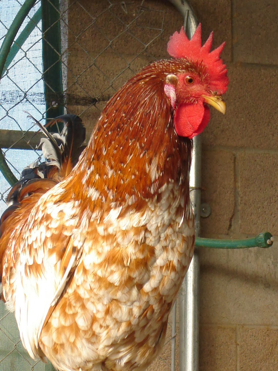 Aloha Chickens: November 2013