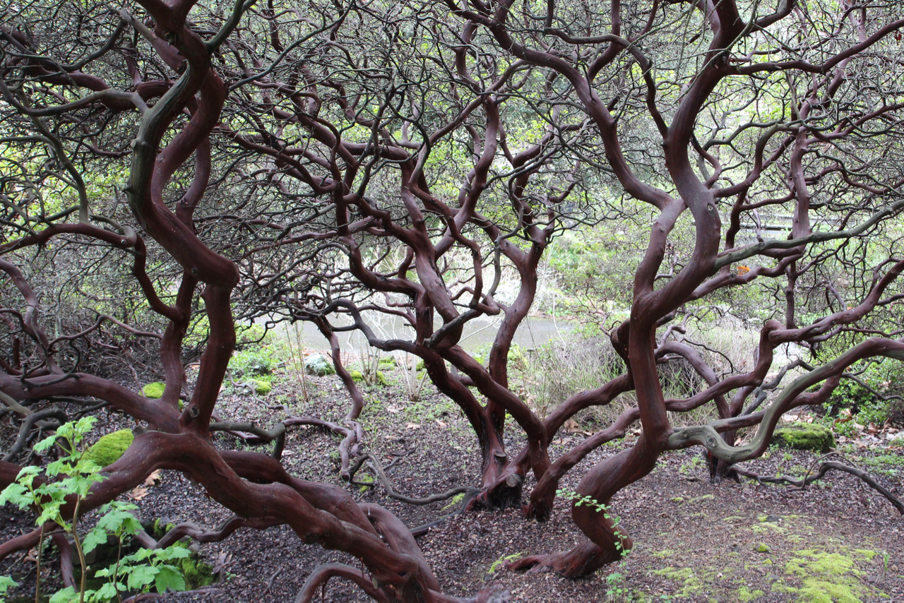 CA Native Garden: Flowers in Fog