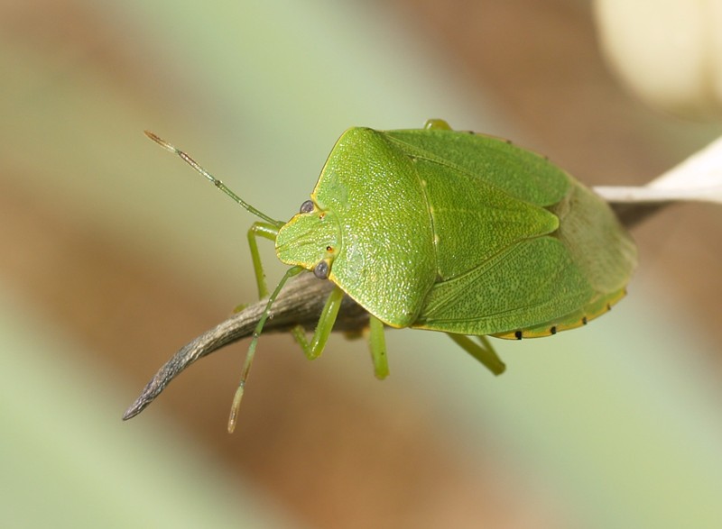 Arizona: Beetles, Bugs, Birds and more: The Yuccas of Cochise's Stronghold