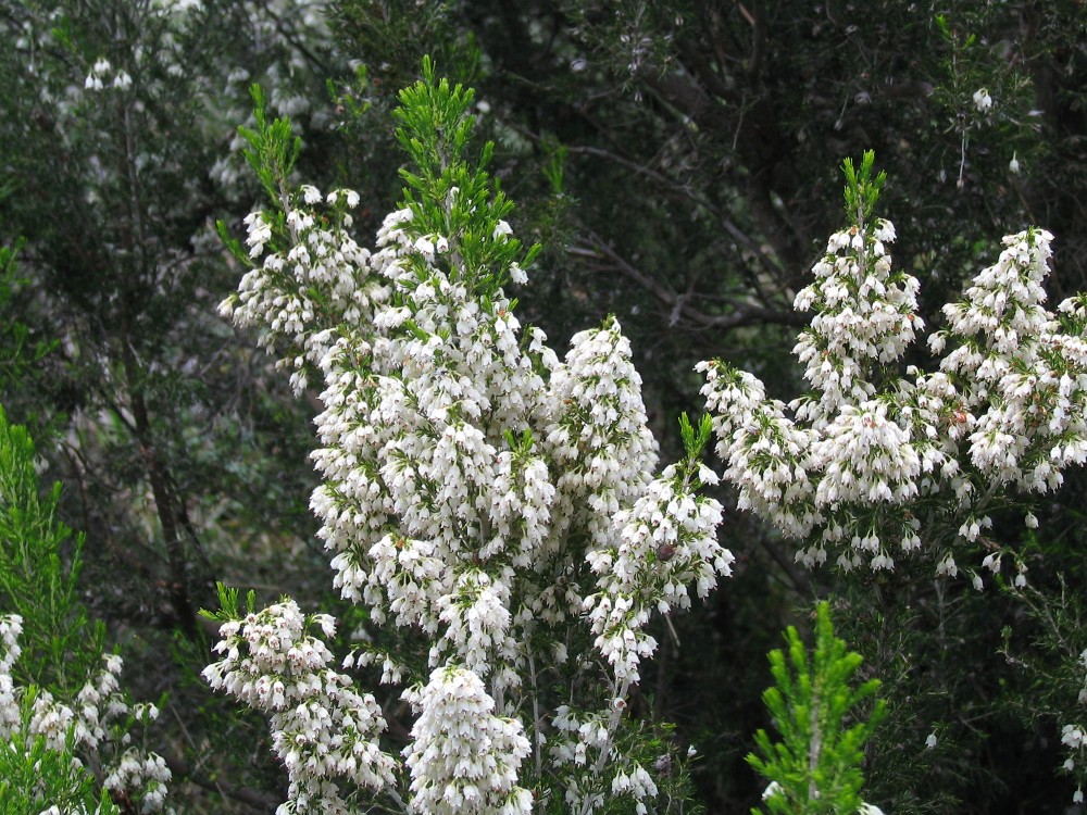 Naturaleza y Medio Ambiente: Brezo blanco (Erica arborea)
