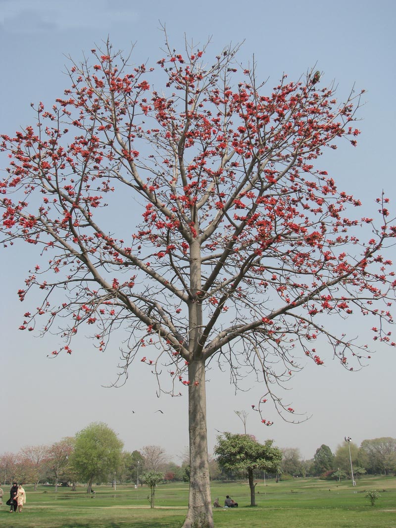 Trees Planet: Bombax ceiba - Red Cotton tree