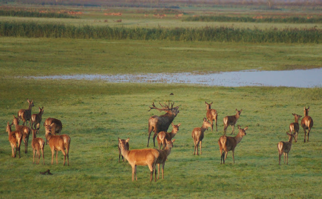 AMSTERDAMSE WATERLEIDINGDUINEN AWD: Bronst in Nederland