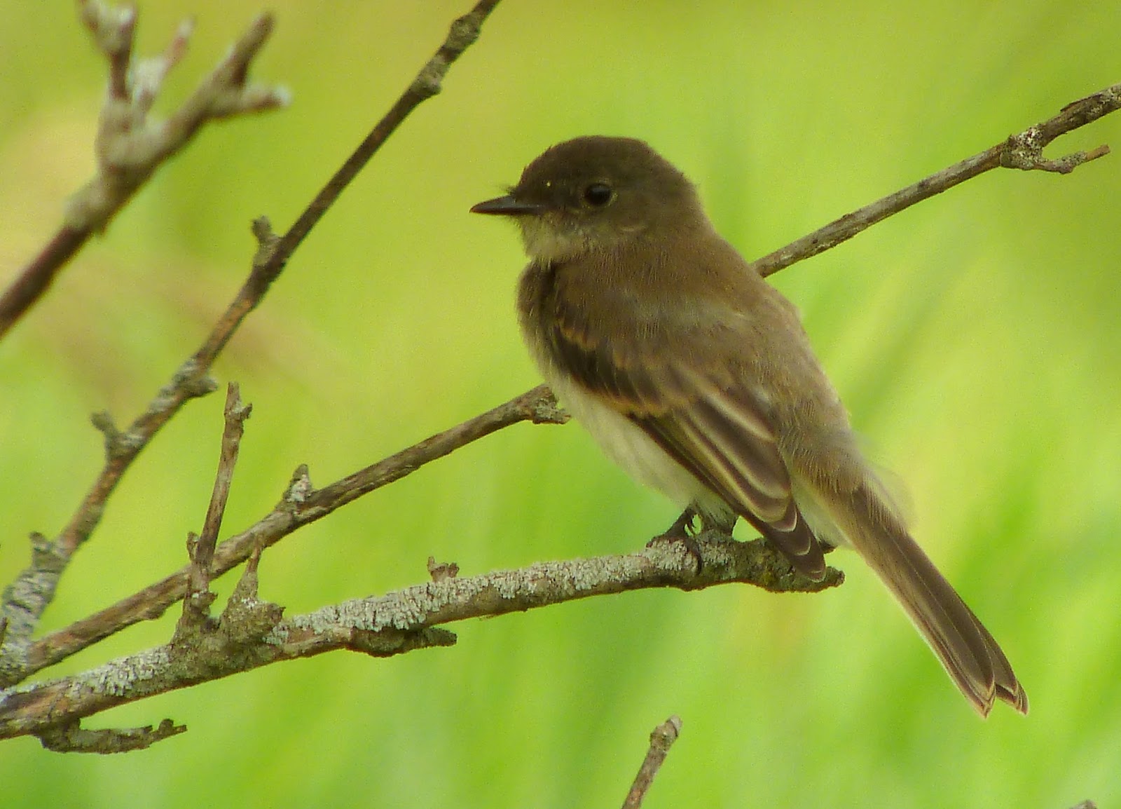 Reflections: Ada Hayden Heritage Park: July 21, 2015: Eastern Phoebe