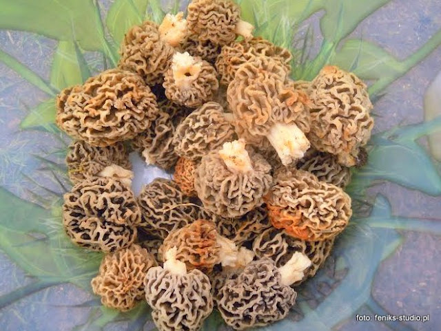 Grzyby gatunkami. Smardz jadalny. Smardz zwyczajny | Smaczna Pyza