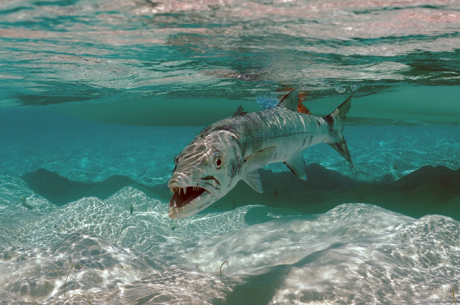 Imagehub: Barracuda fish images HD Free Download