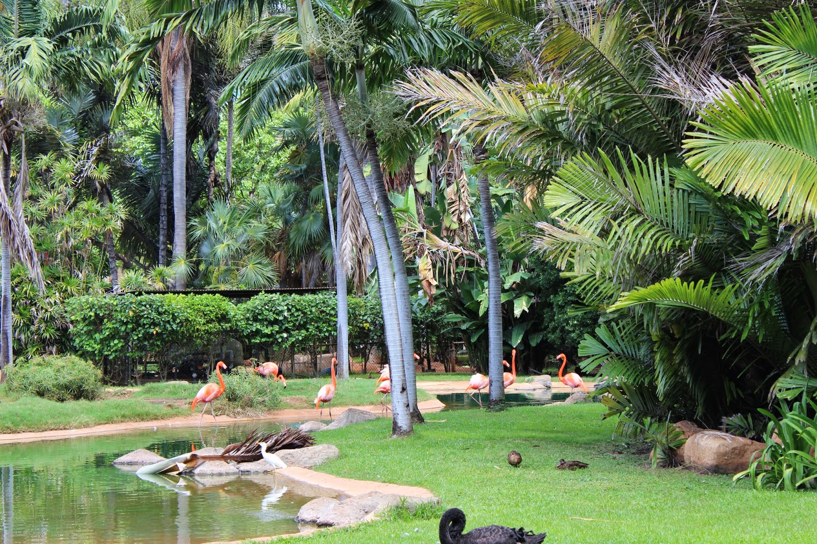 Jen's Updates: Honolulu Zoo