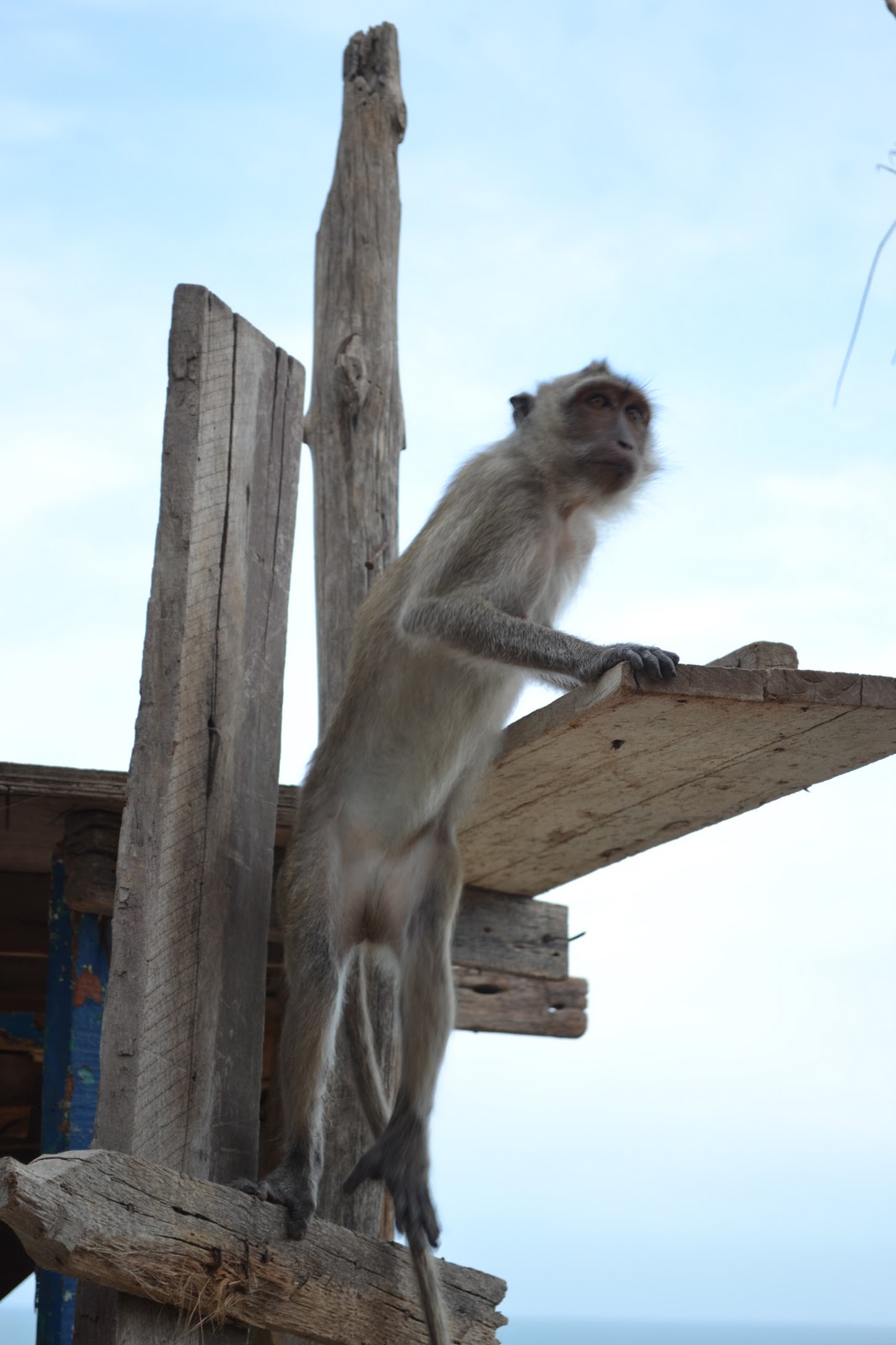 From Horses to Photography: Paradise in Hua Hin