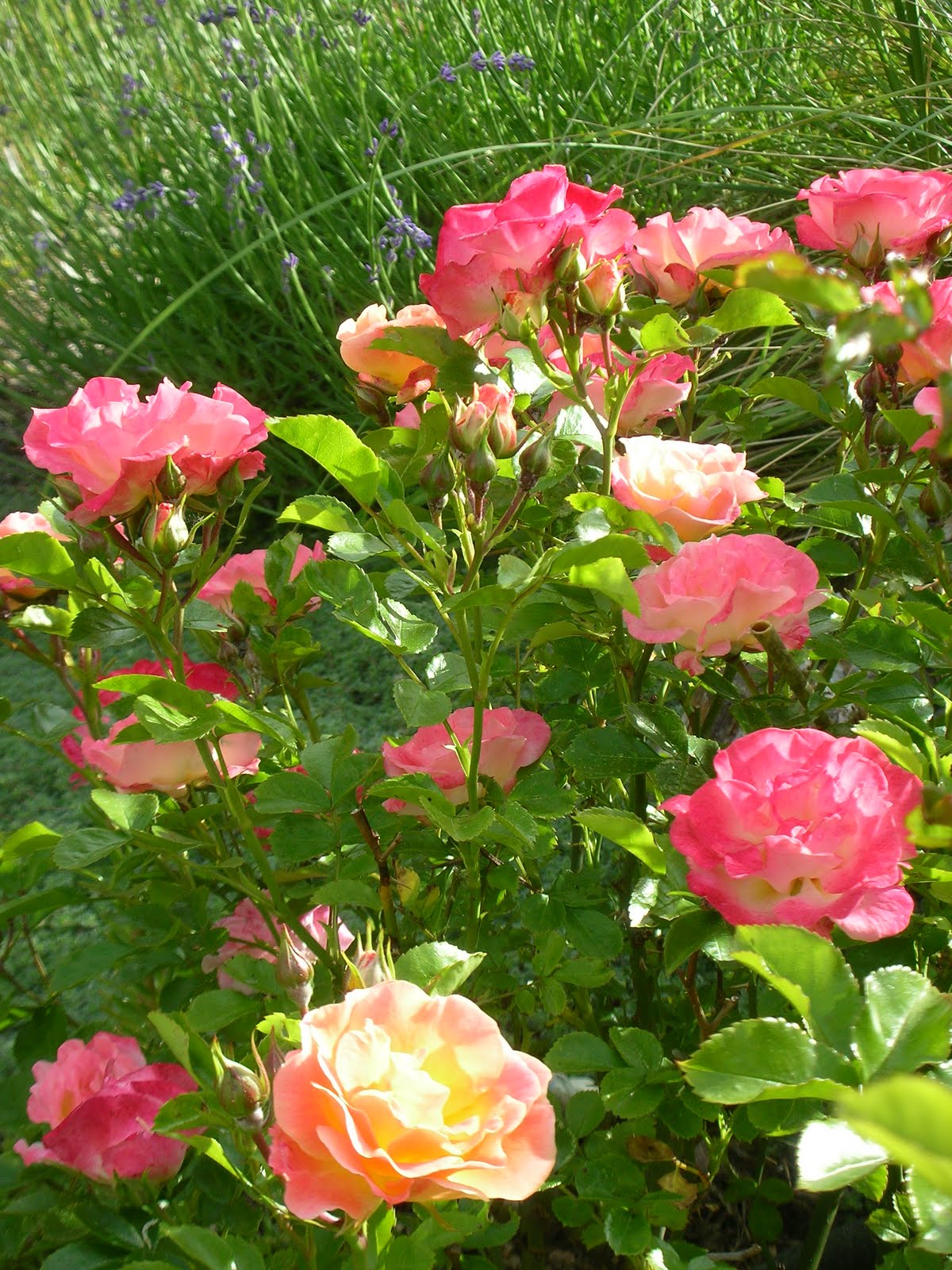 Julia's Gardens: Rosa 'Peach Drift'