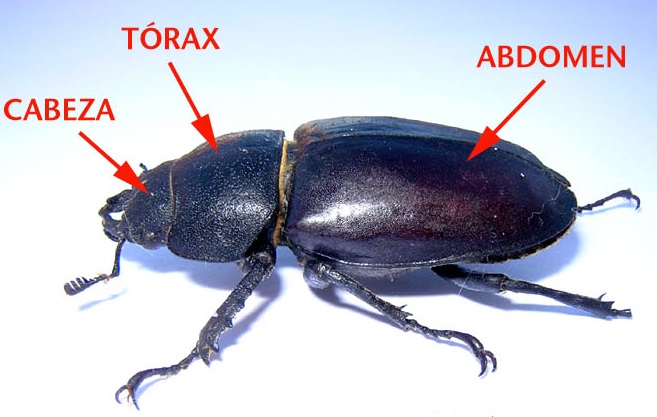 InSeCtOs: ¿QUÉ ES UN INSECTO?