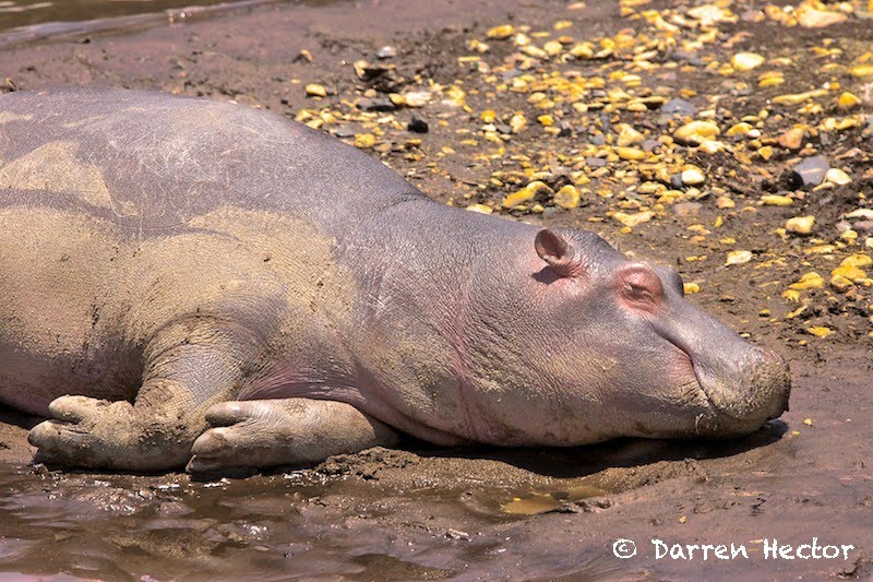 Smug Animals: October 2011