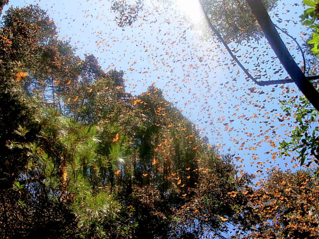 agencia de viajes: Mariposas Monarca en Michoacán