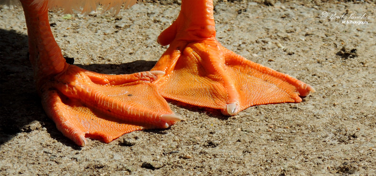 Naturaleza Viva : abril 2015