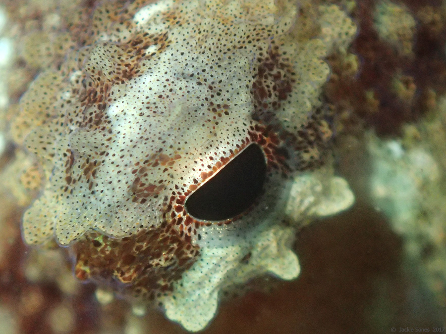 The Natural History of Bodega Head: Eye to eye