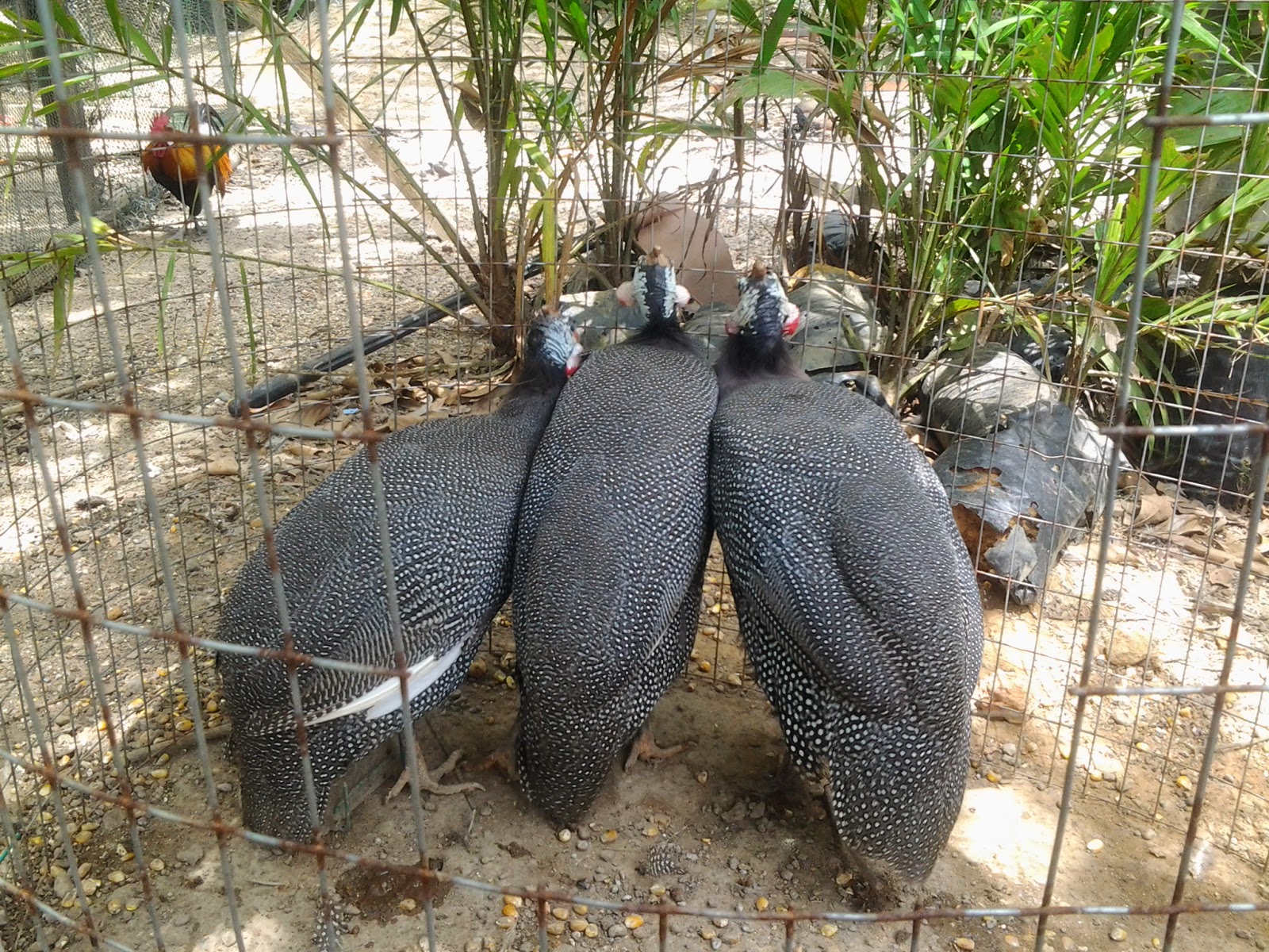 Haiwan kesayangan Ternak Sendiri: Ayam Mutiara ( ayam api-api )