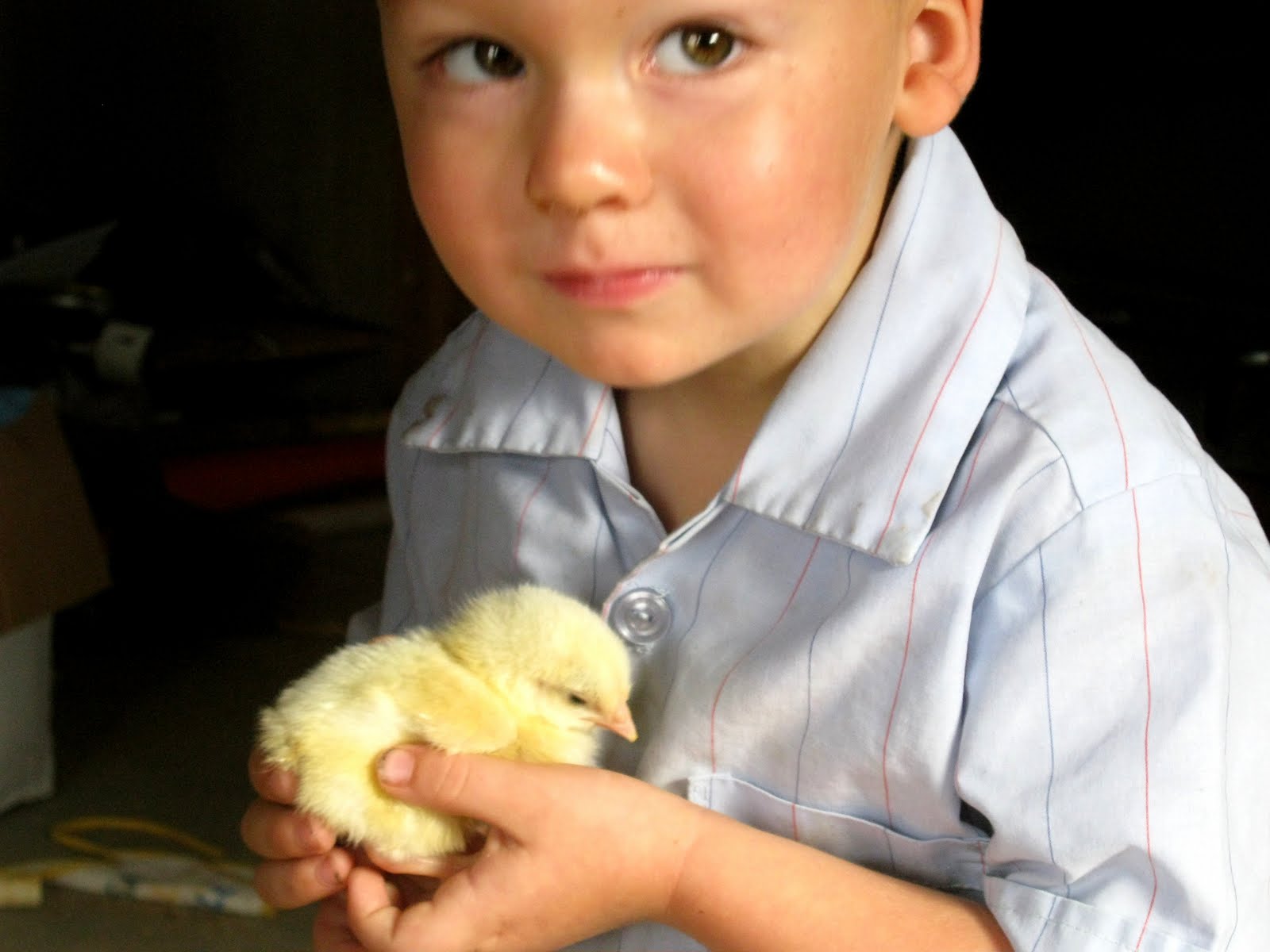 Pioneer Home: Baby Chicks
