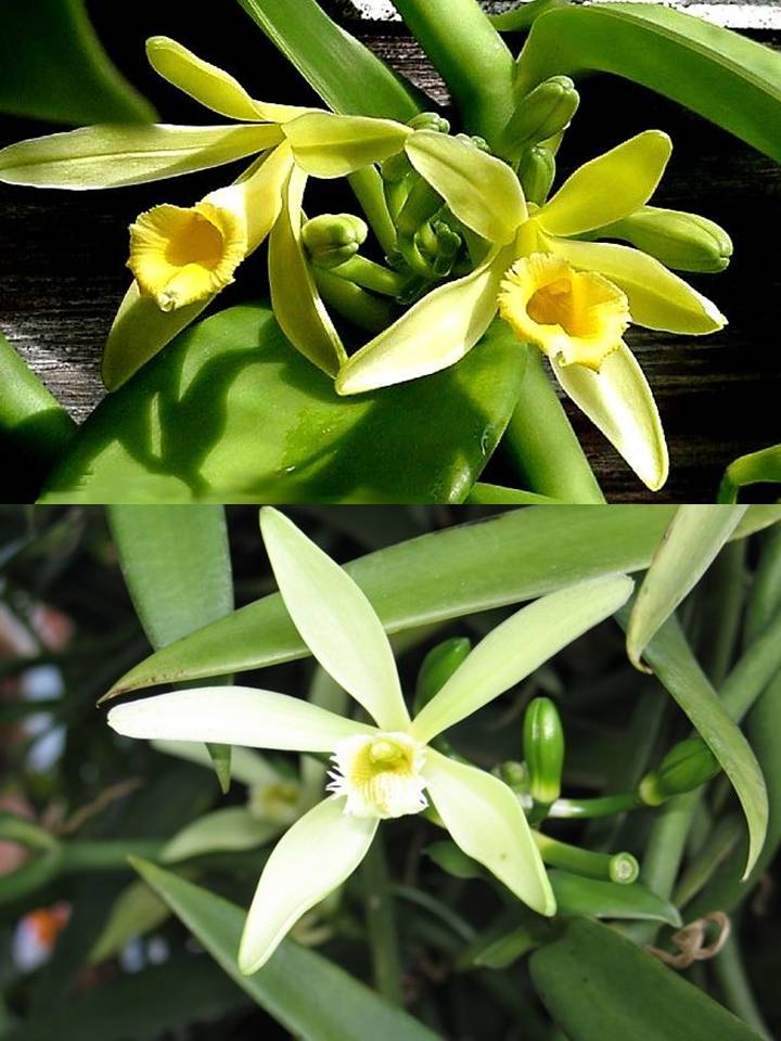 Cultivo de Orquideas en casa: Cultivo de plantas de vainilla (vanilla ...