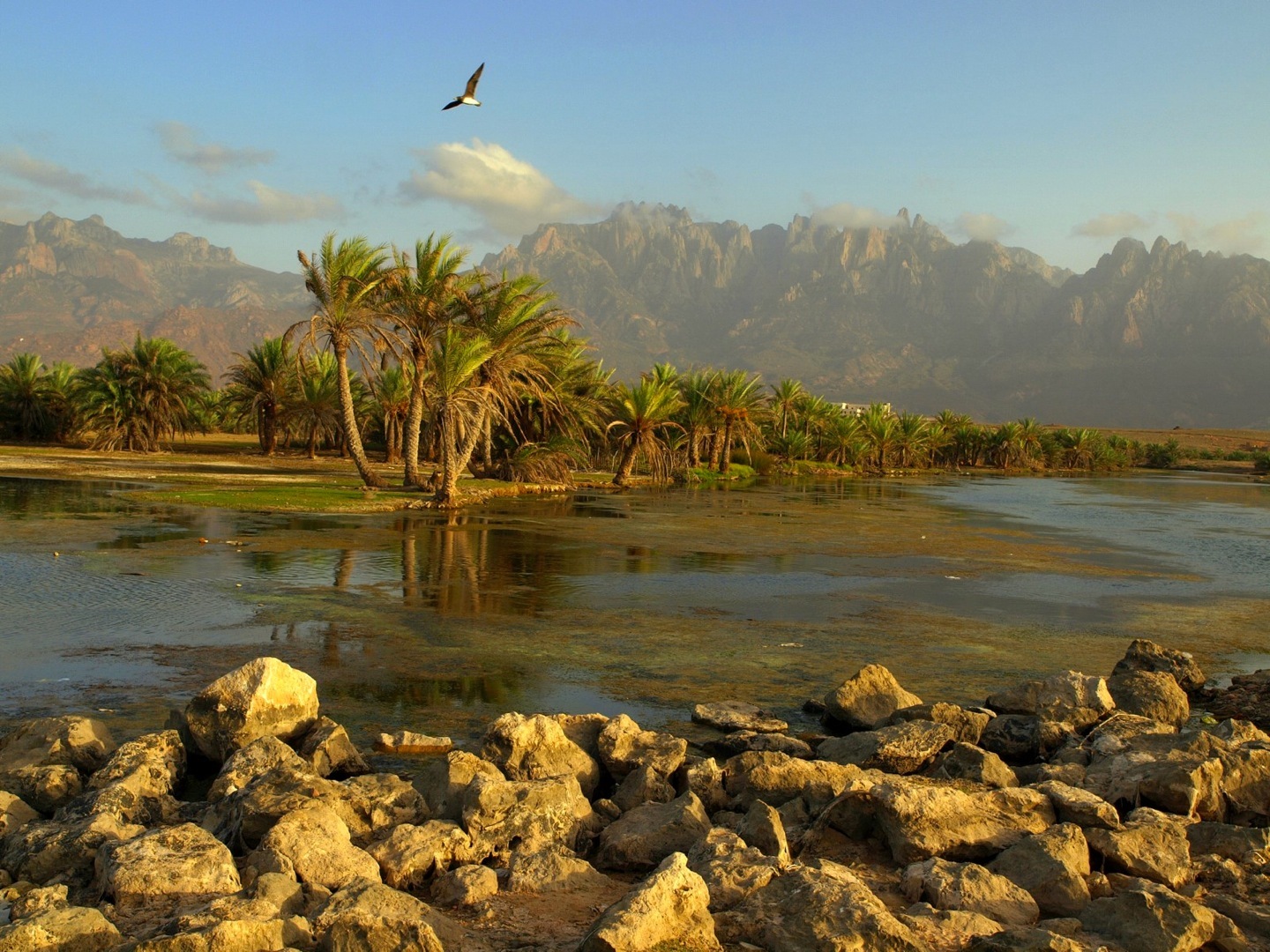 Socotra Island ,Yemen - azee