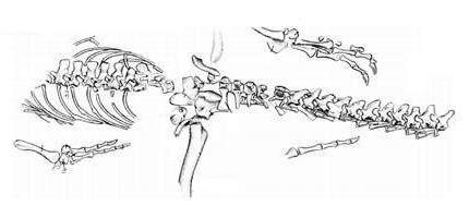 Blog de la Vida Prehistórica: Thadeosaurus