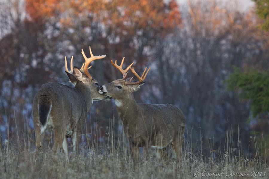 Country Captures: Awaiting the Whitetail Rut