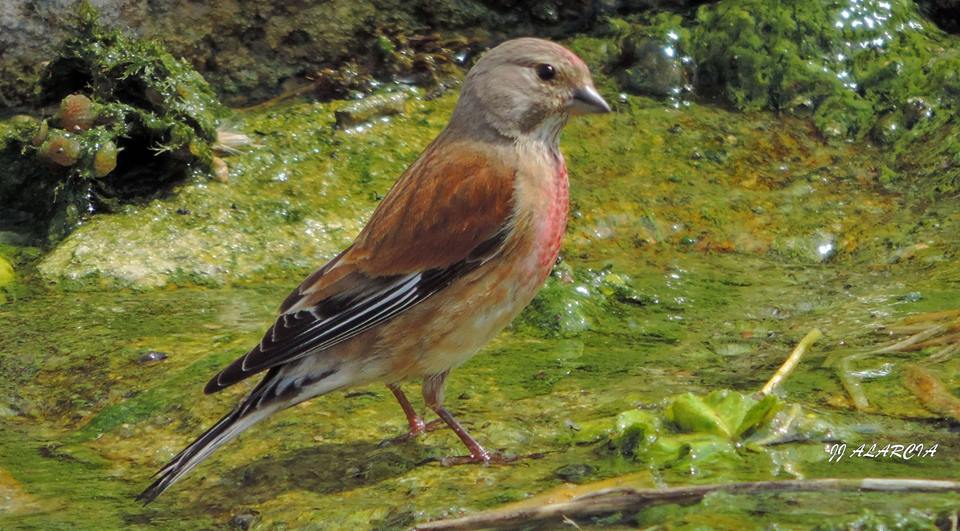 PARDILLO: PARDILLO = CAMACHO = JAMÁS