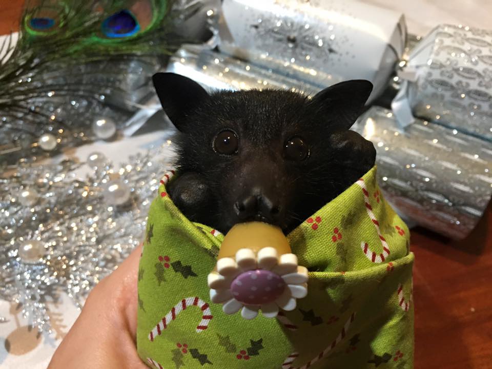 White Wolf : Little Rescued Orphan Bats Stay Cozy Wrapped Up Like ...