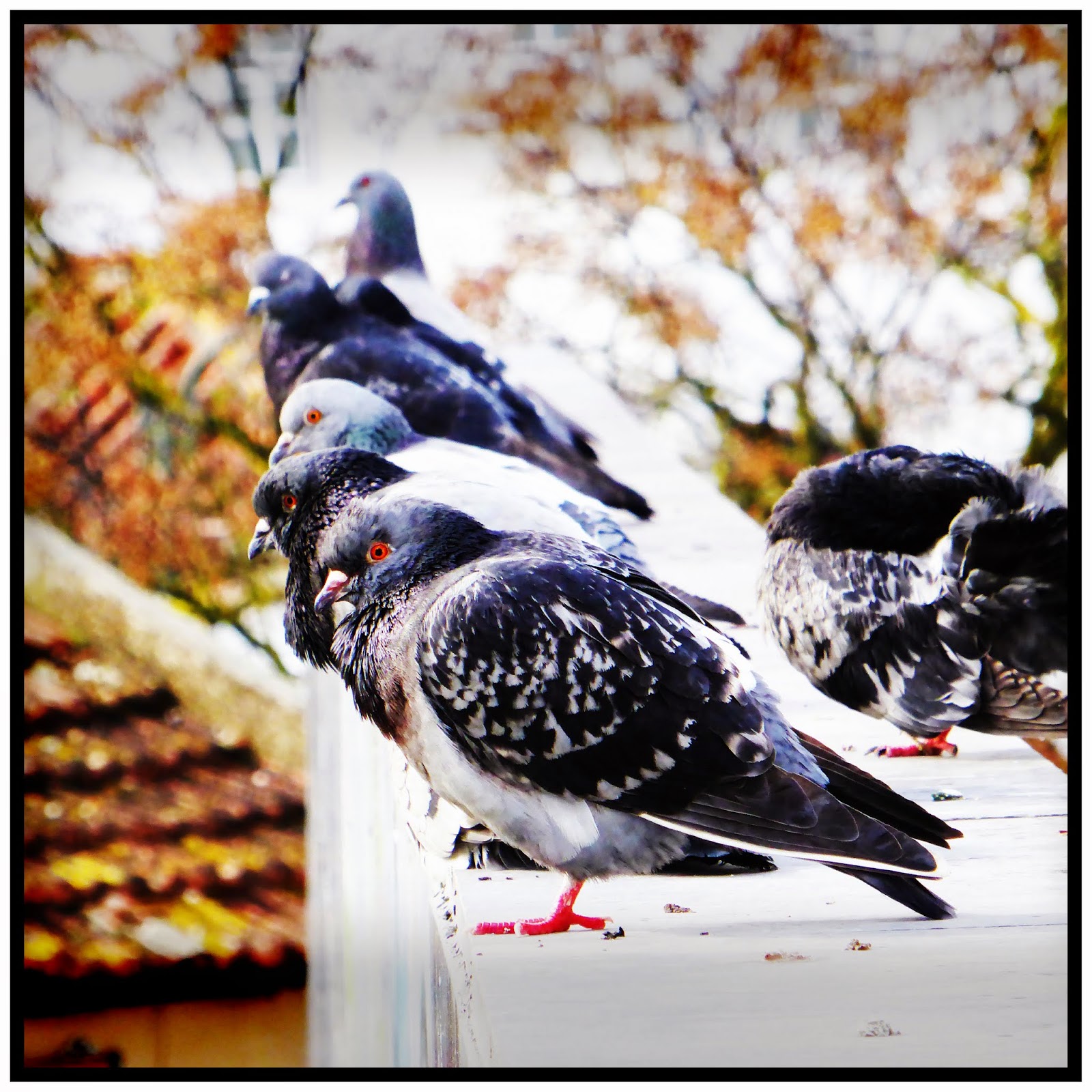 A picture a day: Red eye pigeon
