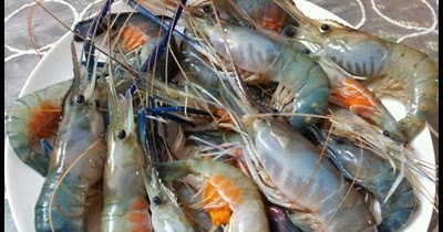 Tips dan Teknik Jitu Untuk Memancing Udang - Mancing Arena