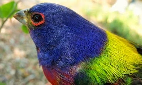 Noticias Ambientales Internacionales: El ave más hermosa del mundo