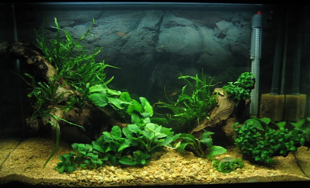 AQUATIC PLANT - Anubias barteri var. nana ~ The Fancy Flora
