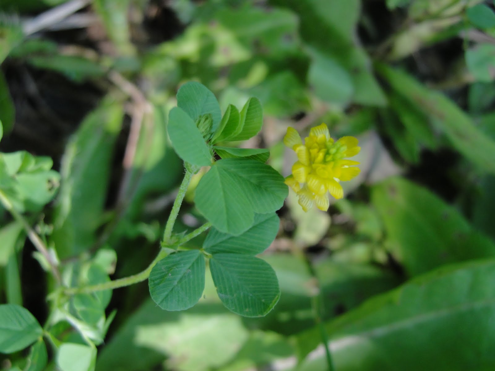 Ohio Field Guide: Black Medic and Hop Clover