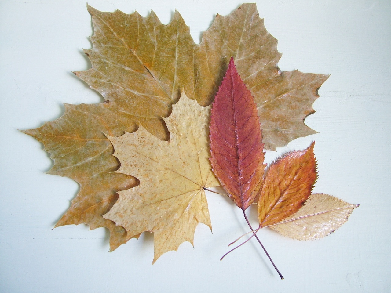 Quirky Boots: Halloween fun - autumn leaves