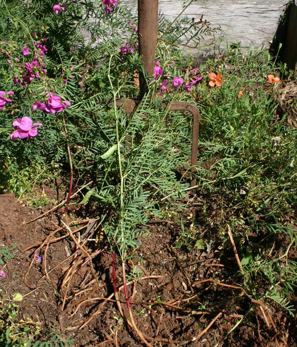Toowoomba Plants: Pretty Pink Darling Peas