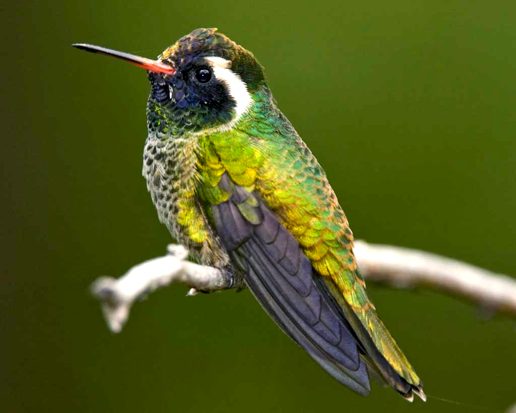 Bellas Aves de El Salvador: Hylocharis leucotis (zafiro oreja blanca, o ...